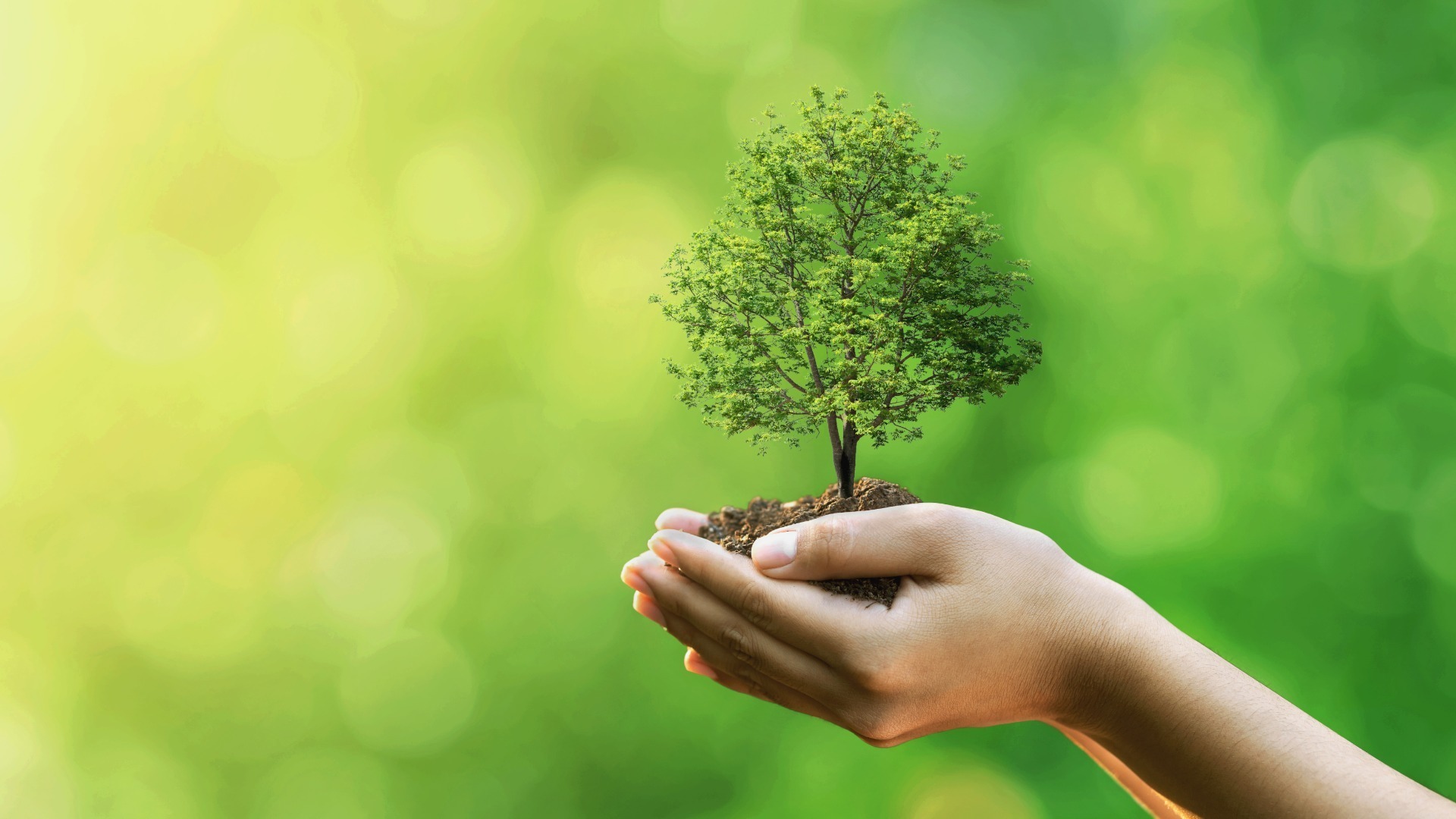 Treedom funziona davvero? Tutto ciò che c'è da sapere!